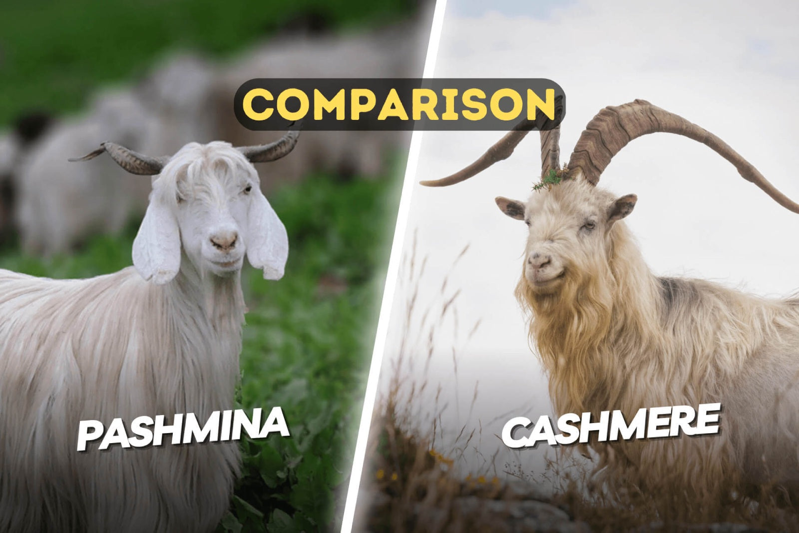 Pashmina vs Cashmere: Scientific Breakdown – PASHWRAP